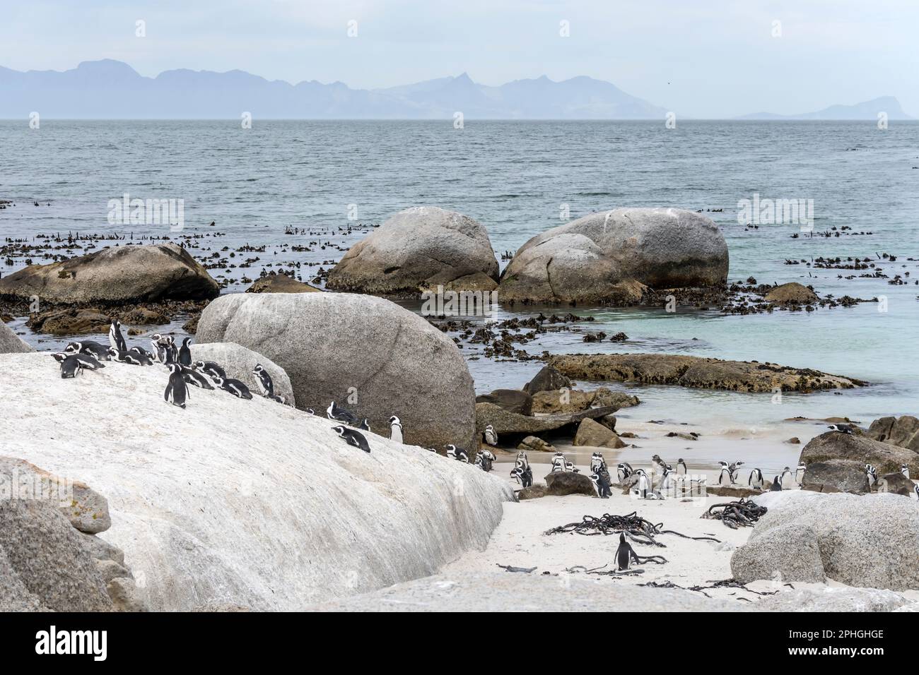 landscape with large colony of penguins and round cliffs on shore at ...