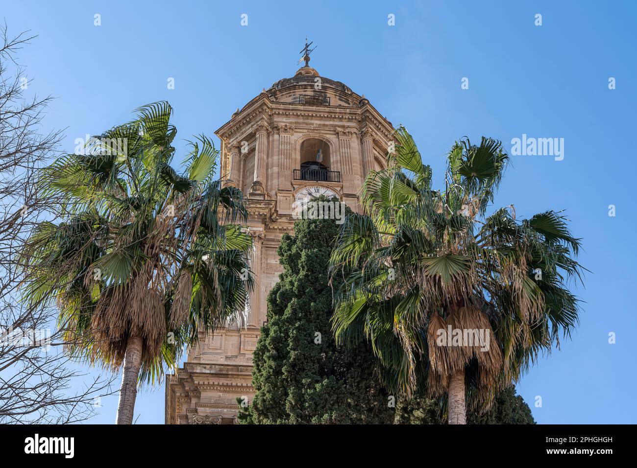 Malaga Cathedral tower with palm trees Stock Photo - Alamy