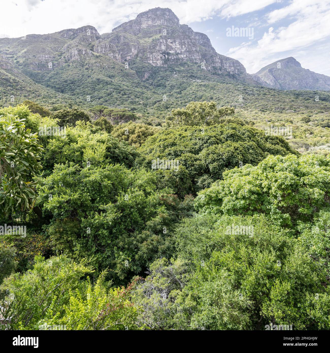 aerial landscape with thick forest foliage under overhanging Table ...