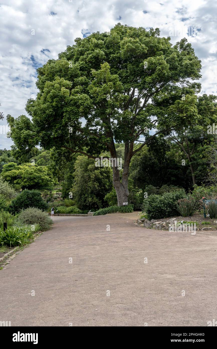 Mahogany tree africa hi-res stock photography and images - Alamy