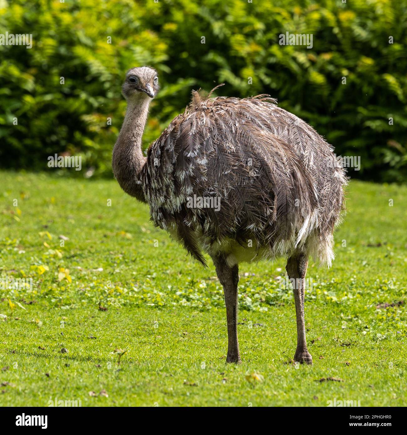 Darwin's rhea, Rhea pennata also known as the lesser rhea. It is a large flightless bird, but ...