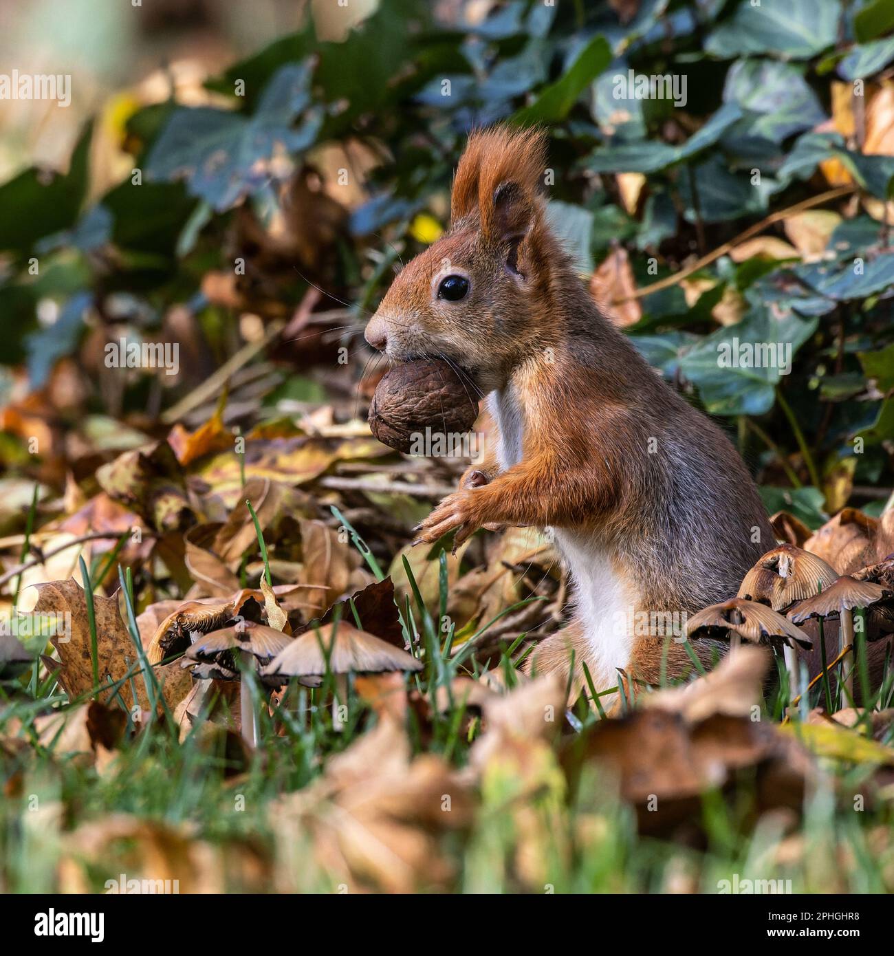 Eurasian red squirrel, Sciurus vulgaris at Old North Cemetery of Munich ...