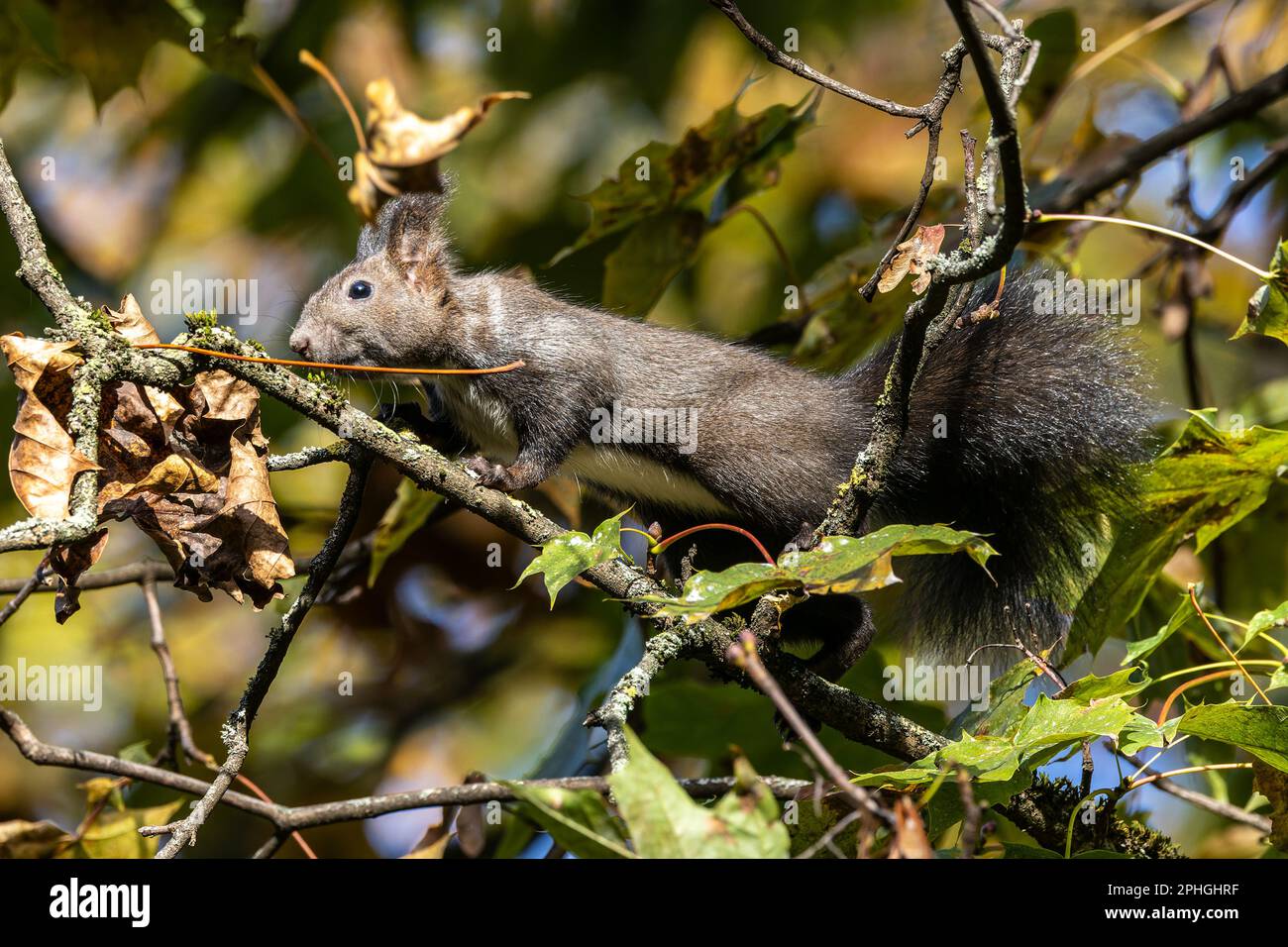Grey squirrel, Sciurus at Old North Cemetery of Munich, Germany in ...