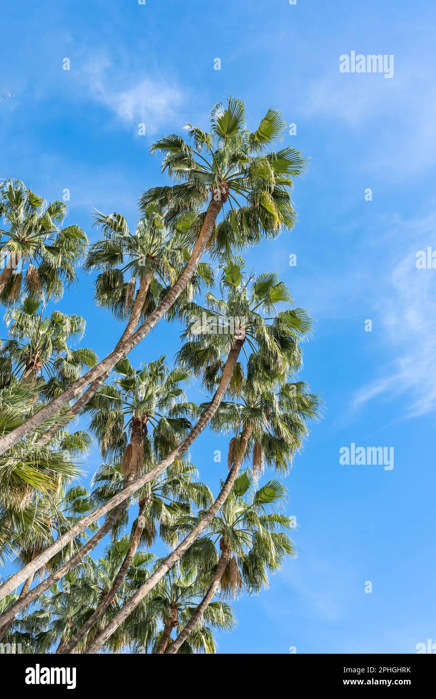 Malaga tropical hi-res stock photography and images - Alamy