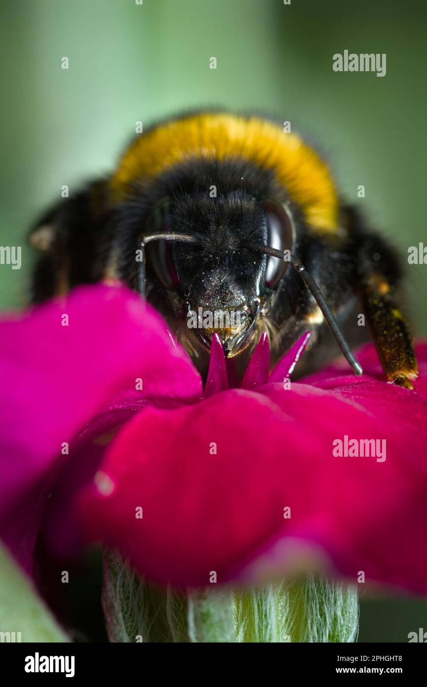 Head On View Of A Bumblebee, Bombus Feeding On the Purple Flower Of ...