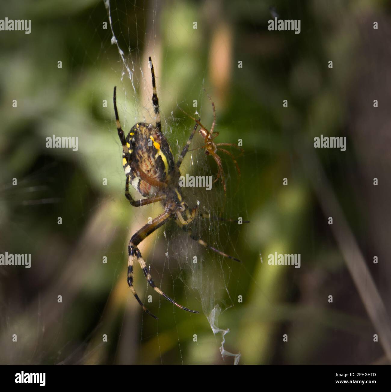 Female Wasp Spider Argiope Bruennichi On Its Web With The Smaller Male Showing Sexual
