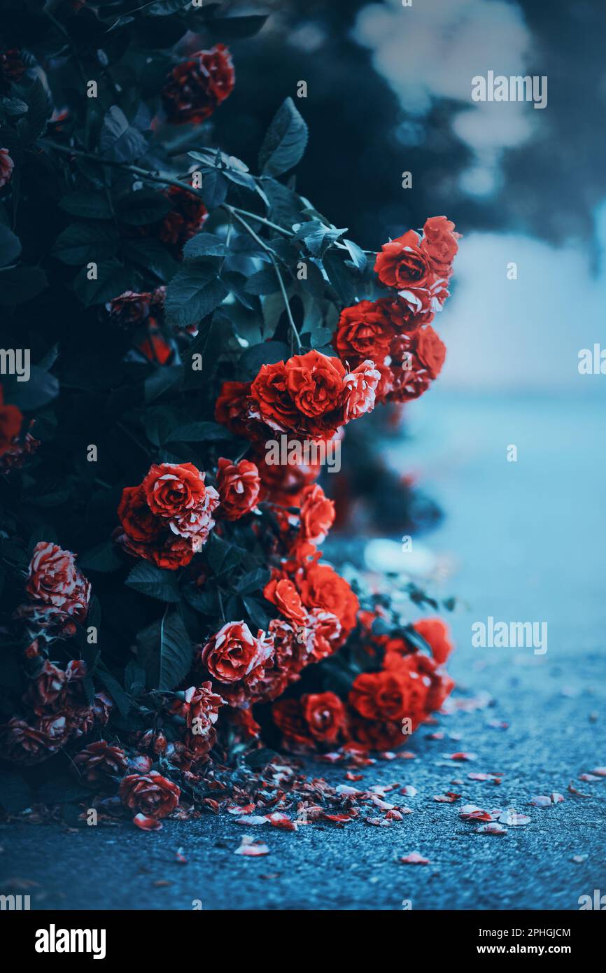 Falling Rose Petals Tumblr