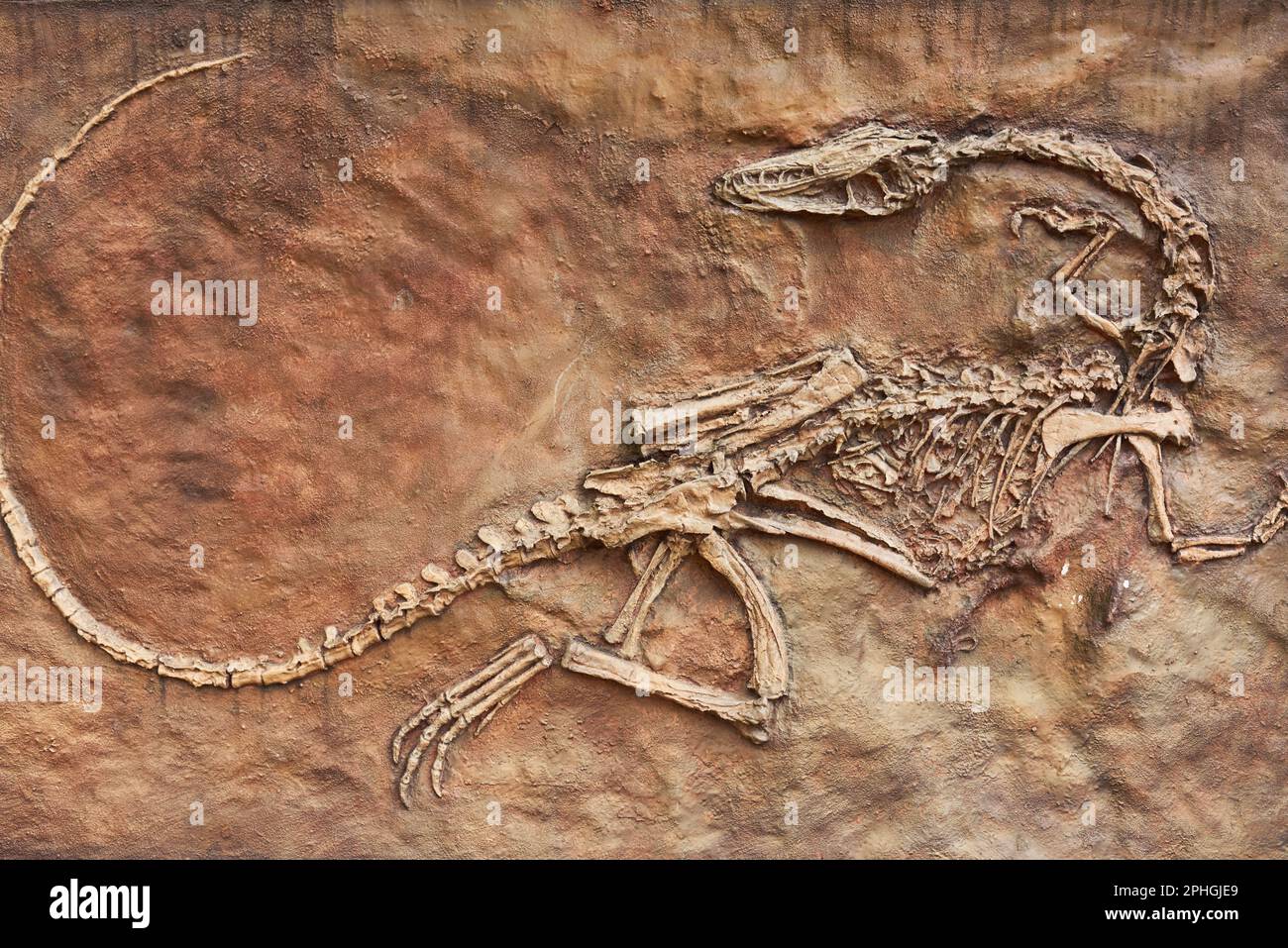 Bones of ancient old prehistoric wild animals hanging on the wall at ...