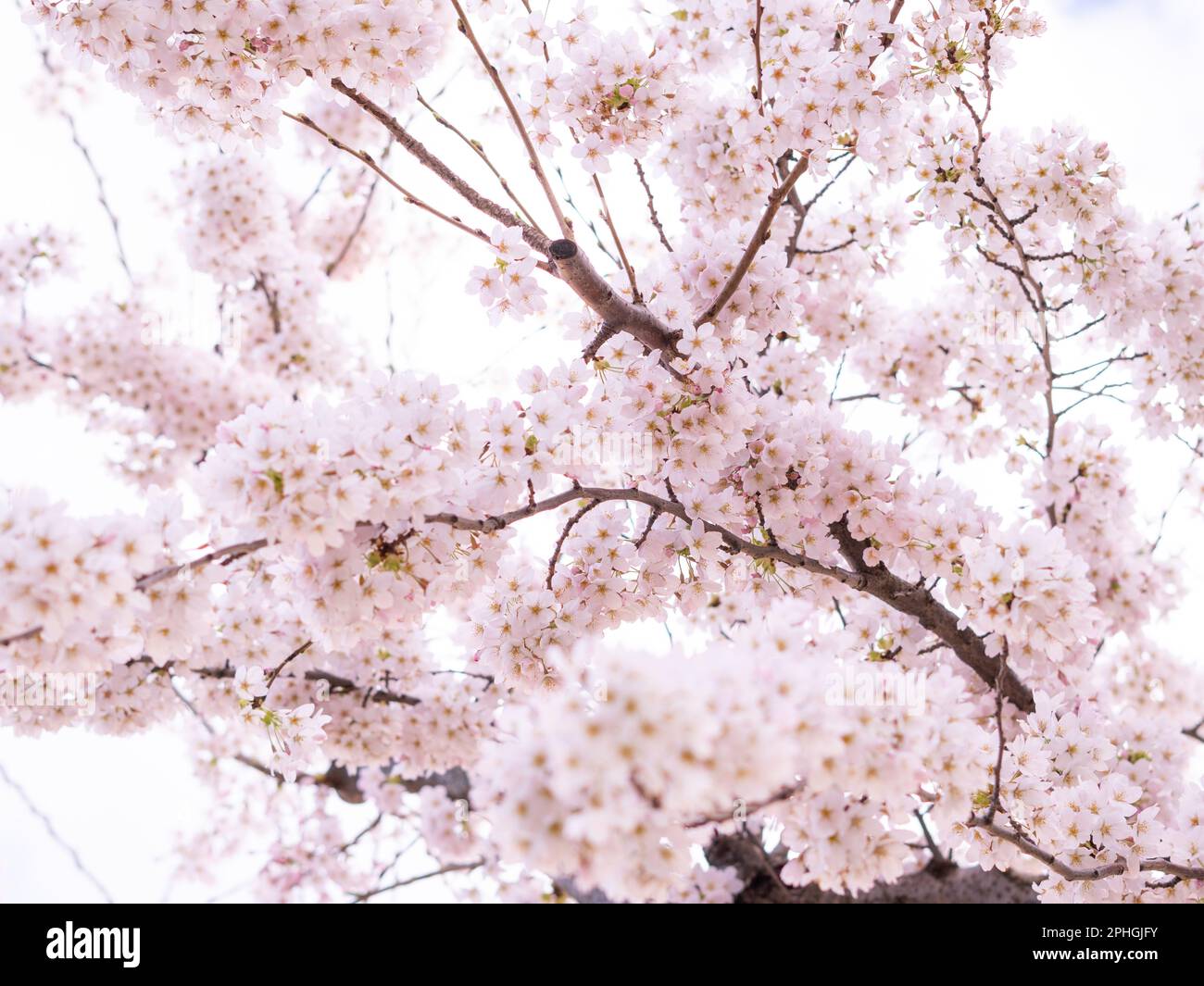 close up of blooming tree background and wallpaper,springtime ,brunches ...