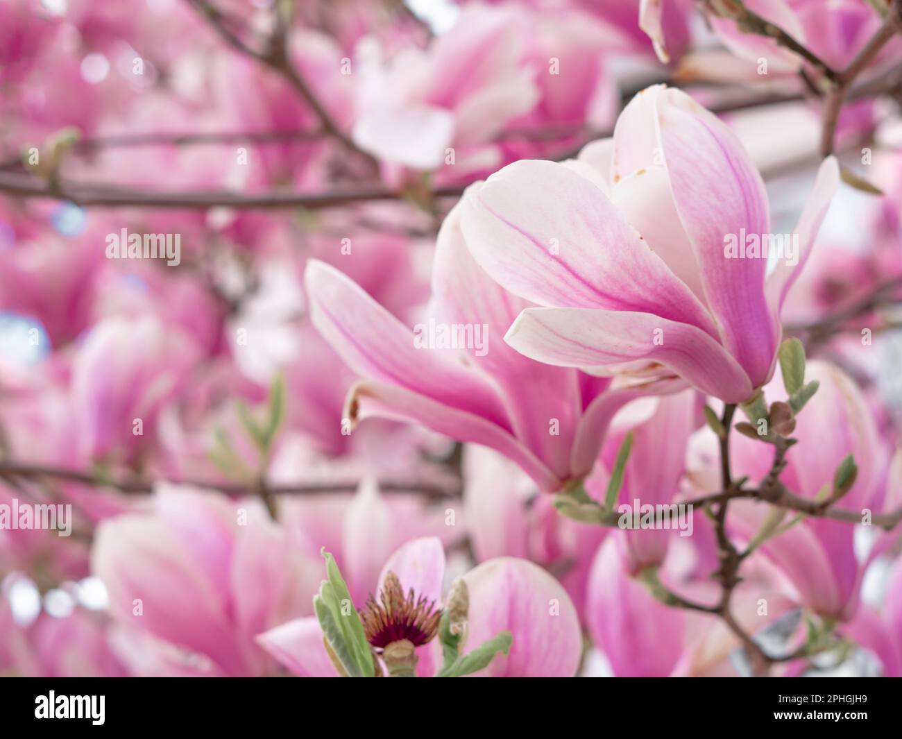 pink blooming tree of magnolia Stock Photo - Alamy