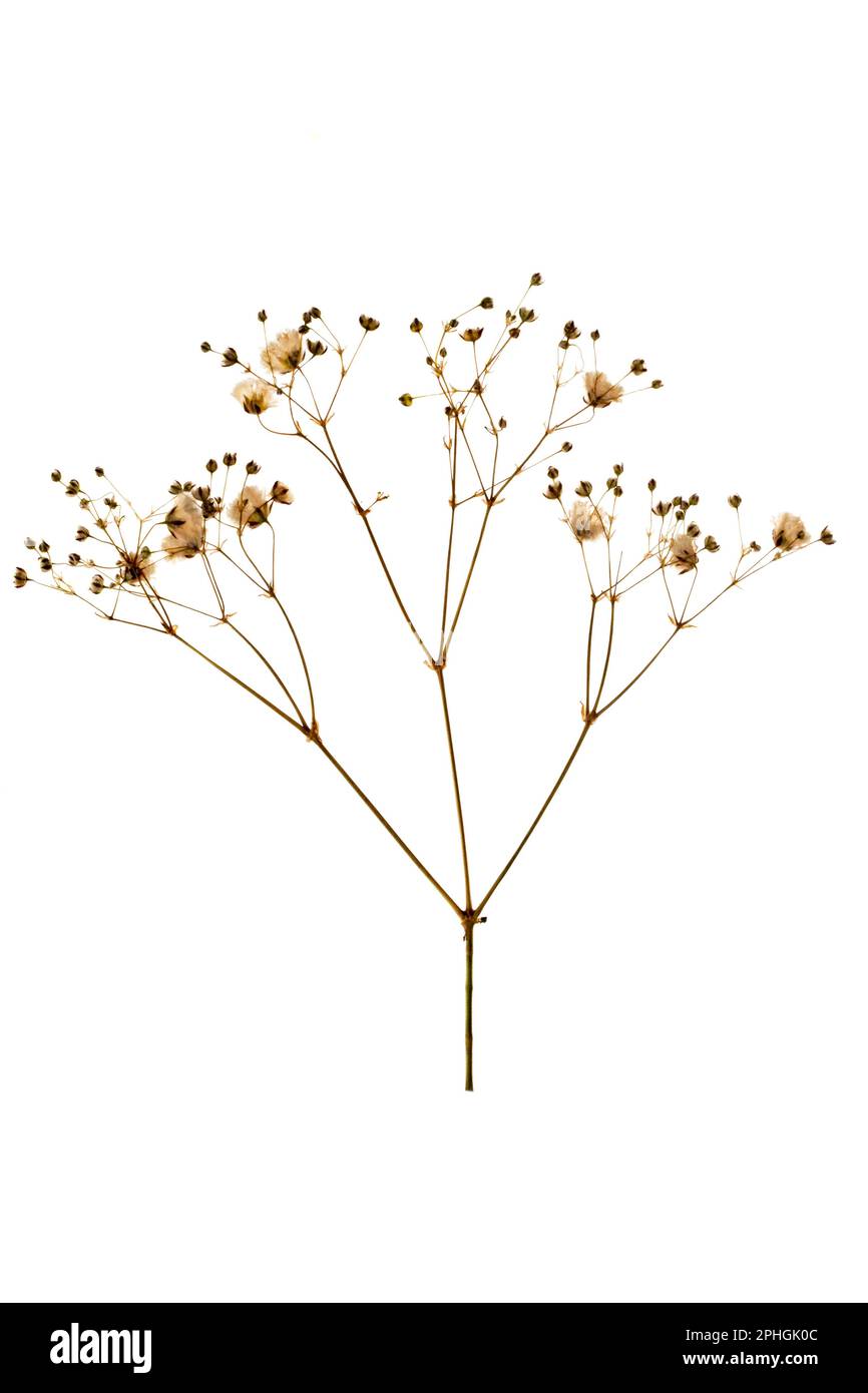 A sprig of a dried herbarium plant on a white background Stock Photo ...