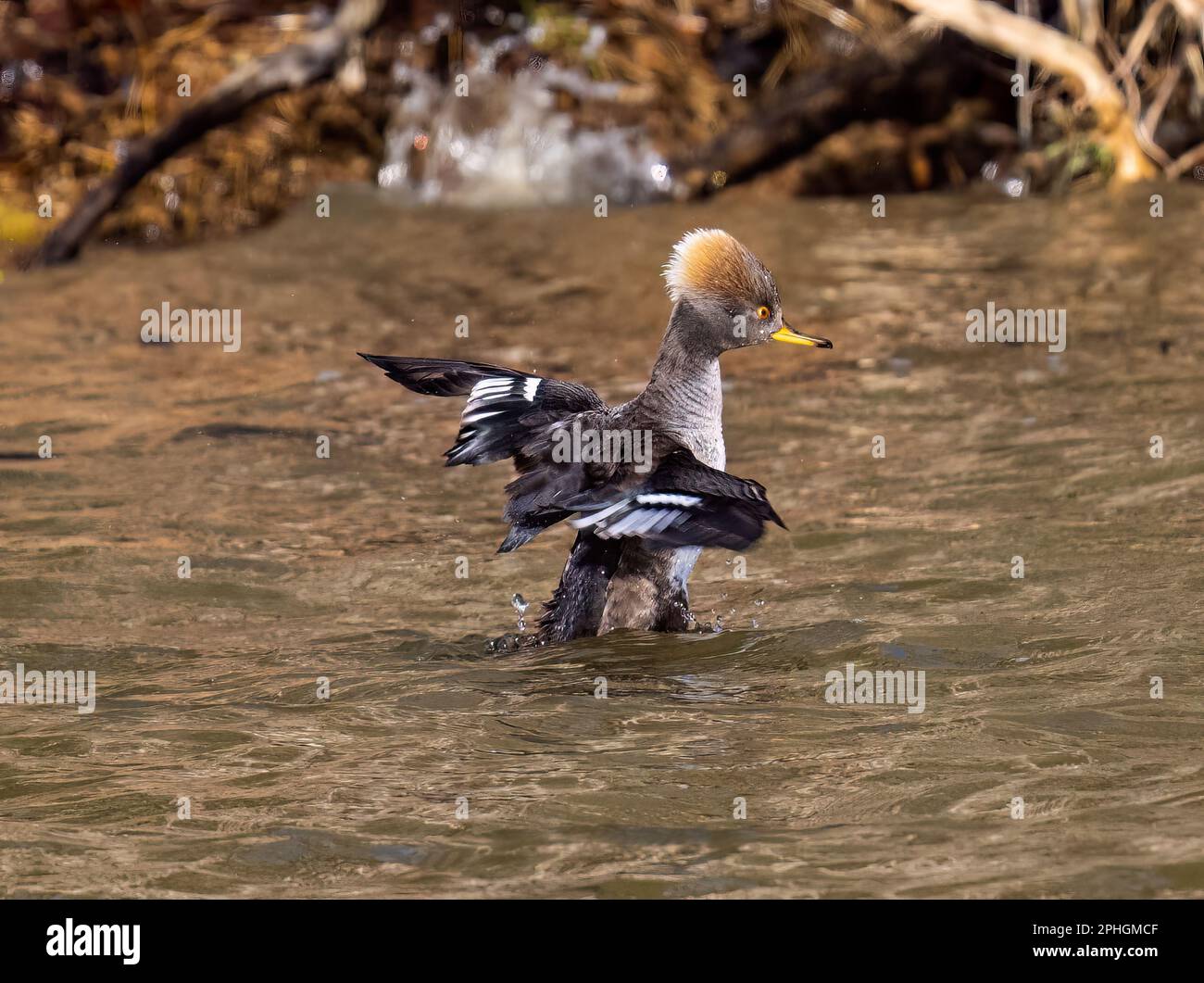 A hooded female merganser in the lake spreads her wings Stock Photo - Alamy