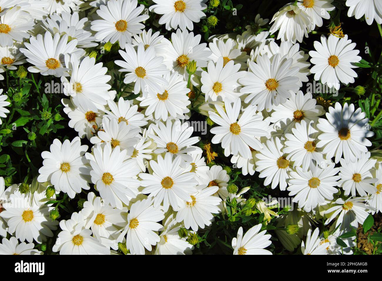spring white flowers in Eastern Sicily, Italy Stock Photo - Alamy
