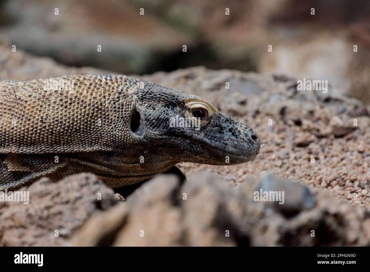 Female komodo dragon hi-res stock photography and images - Alamy