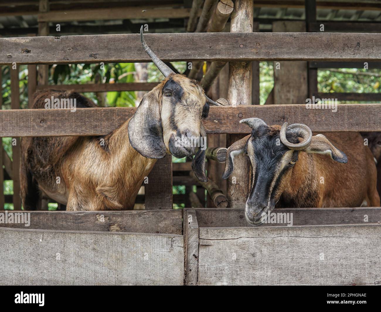 Two goats standing side by side, looking off into the distance ready to ...