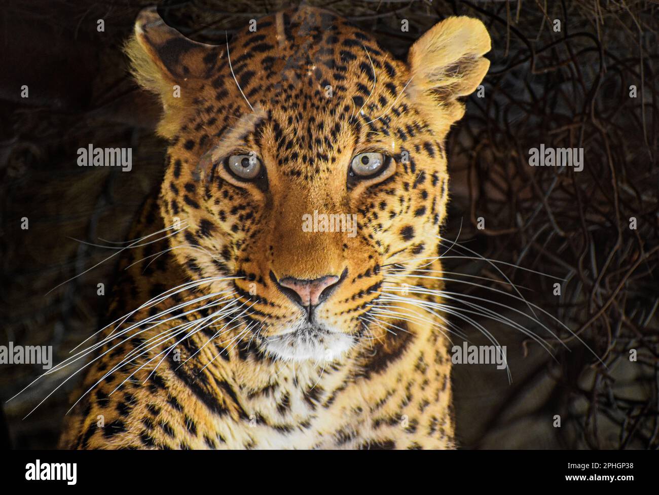 Tiger Terror: A Frightening Encounter with One of the World's Most ...