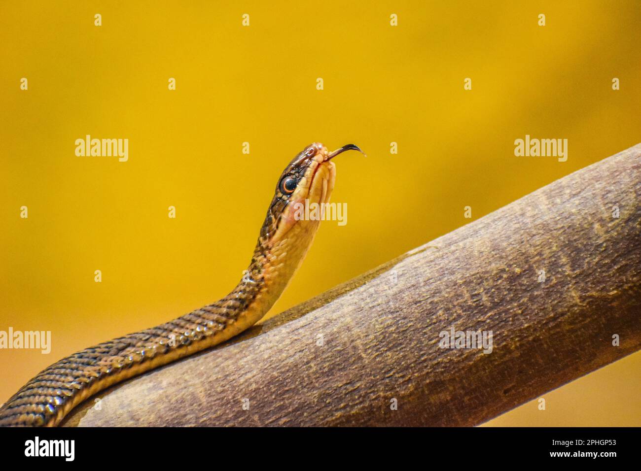 Wild and Free: A Stunning Image of a Snake in Its Natural Habitat Stock ...