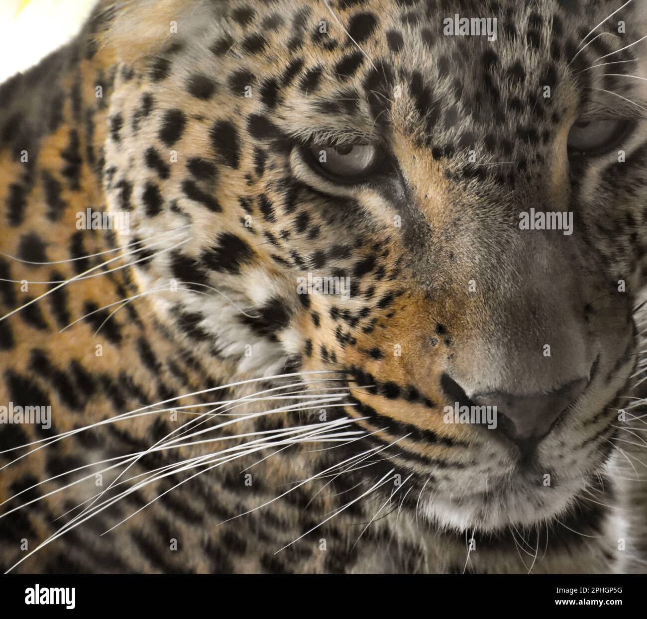 Eye of the Tiger: A Stunning Close-up of Nature's Most Fearsome ...