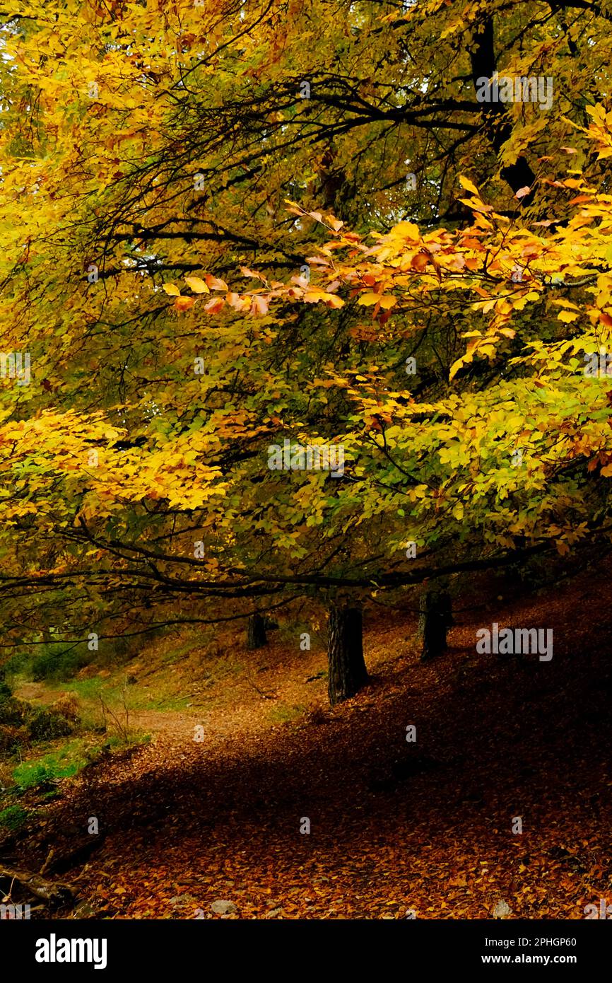 Hayedo escondido hi-res stock photography and images - Alamy