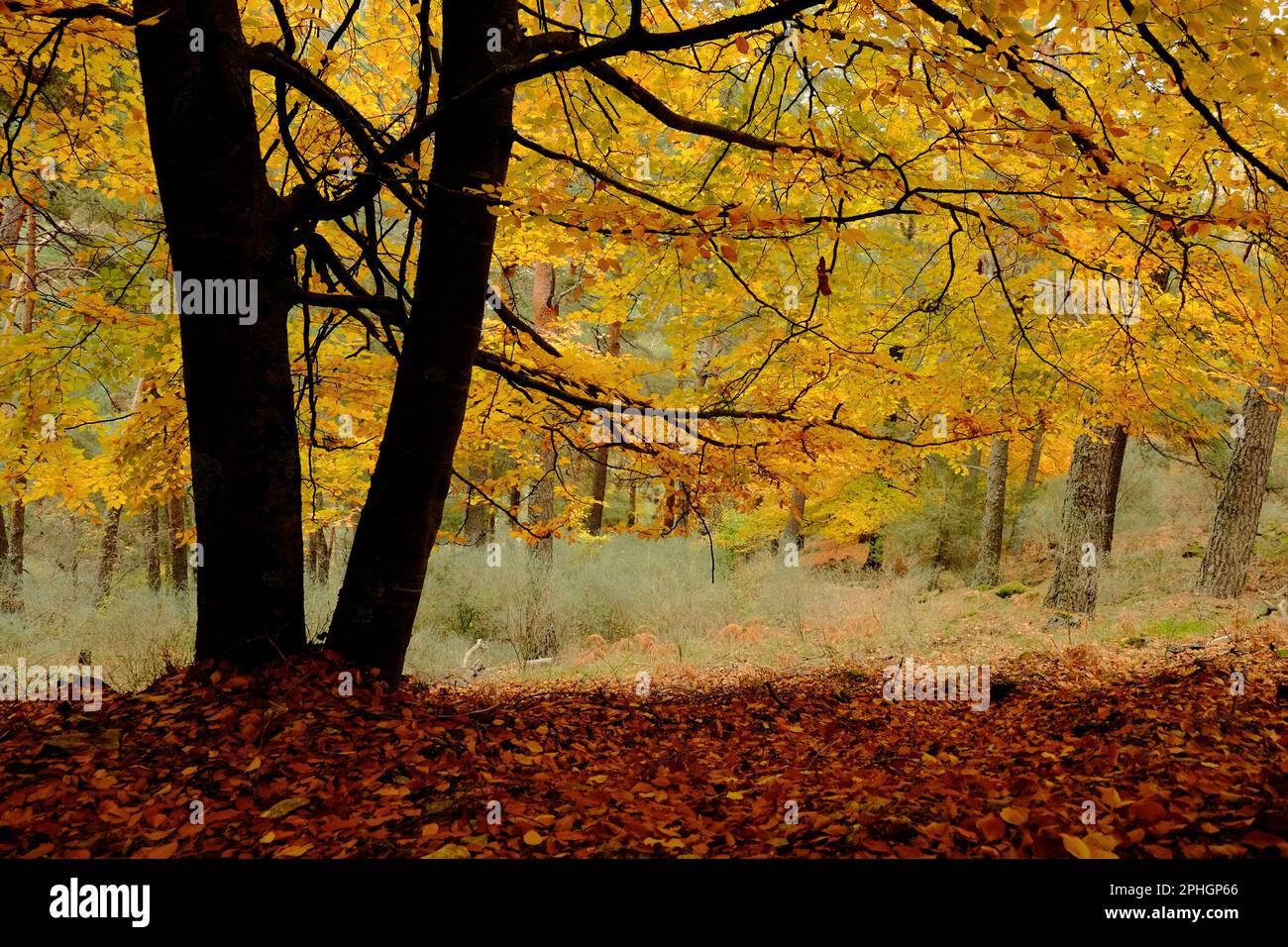 Hayedo escondido hi-res stock photography and images - Alamy