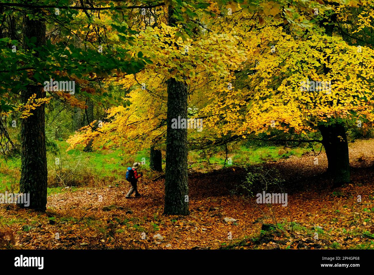 Hayedo escondido hi-res stock photography and images - Alamy
