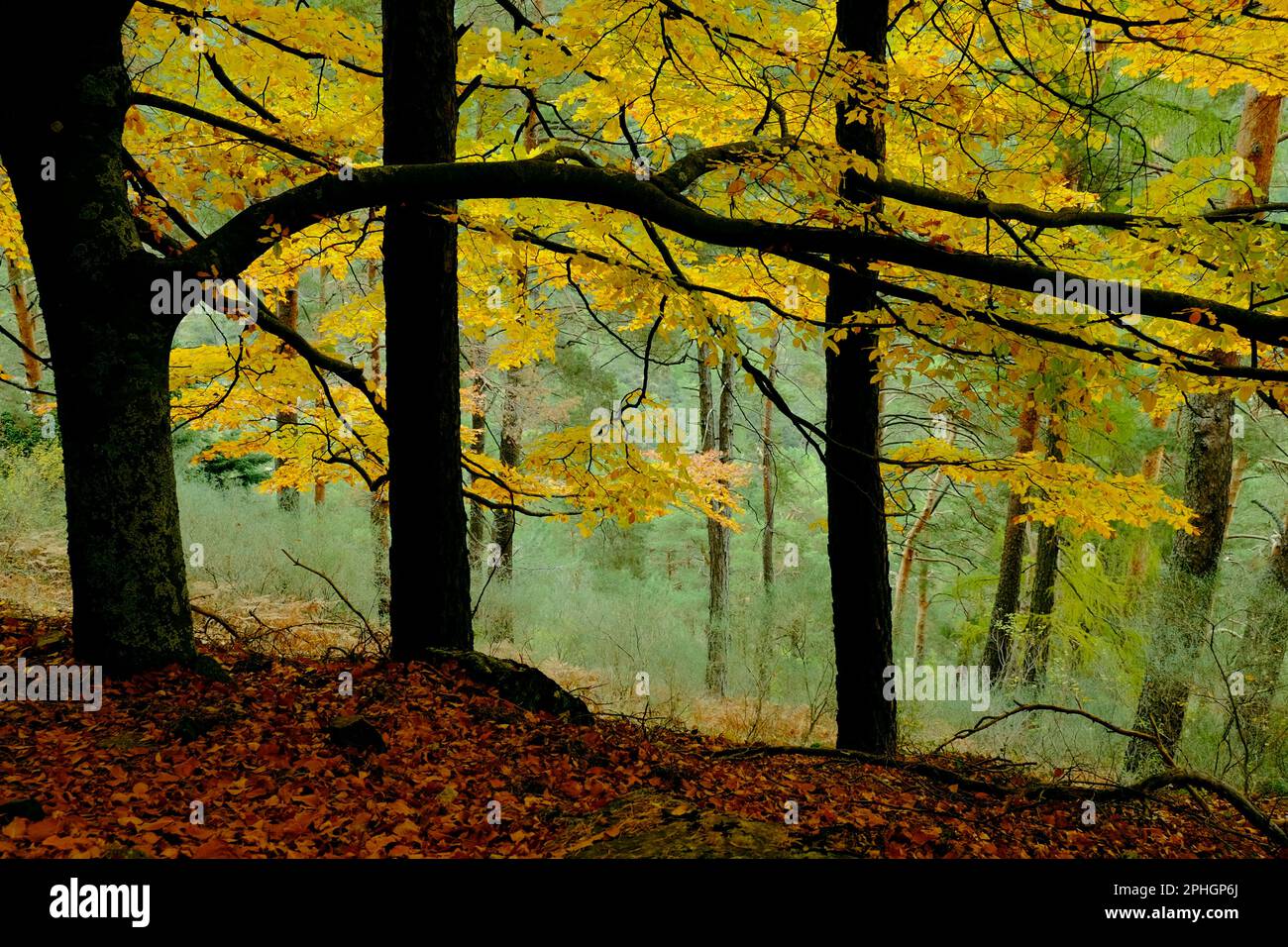 Hayedo escondido hi-res stock photography and images - Alamy