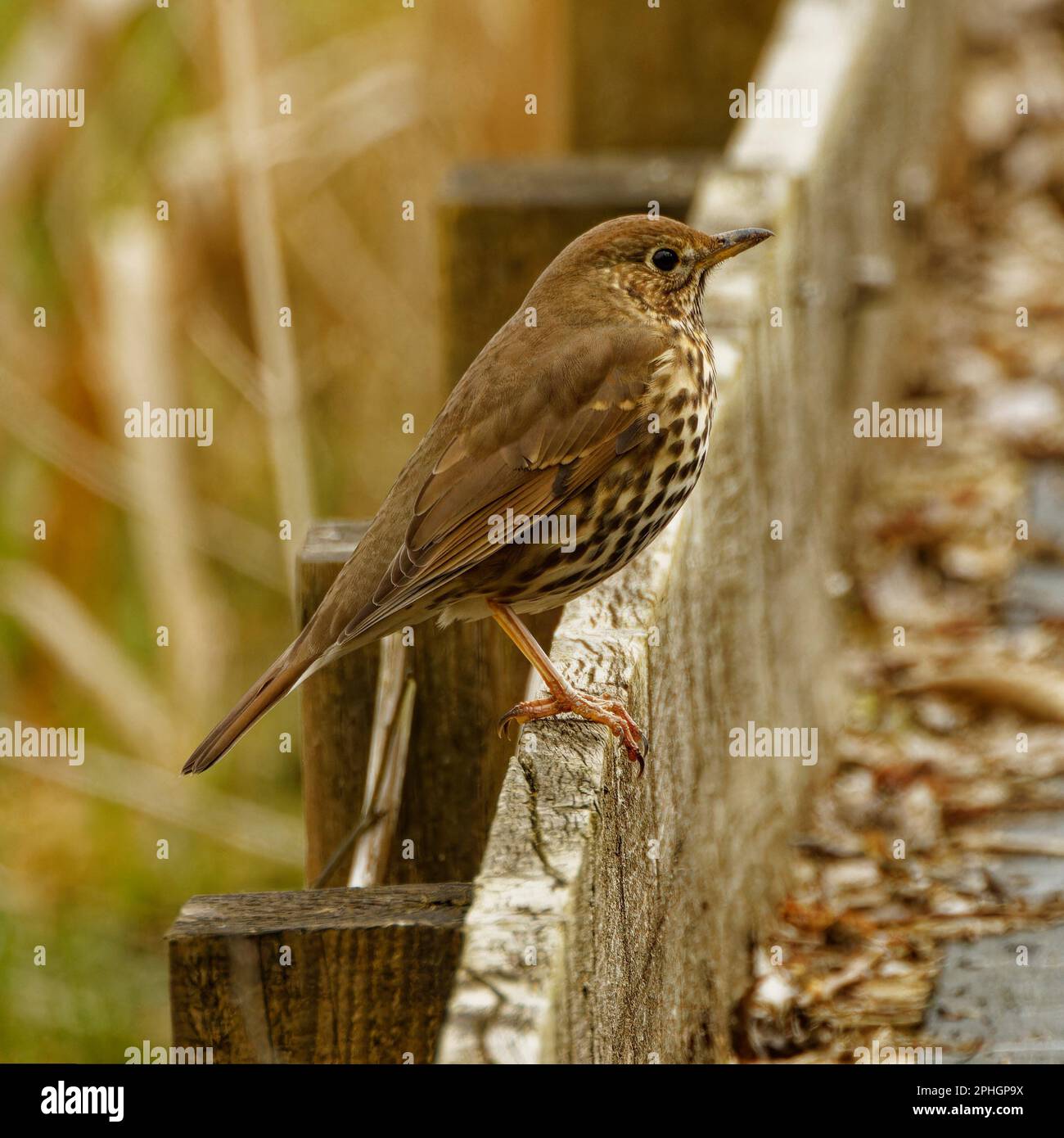 Small thrush hi-res stock photography and images - Alamy