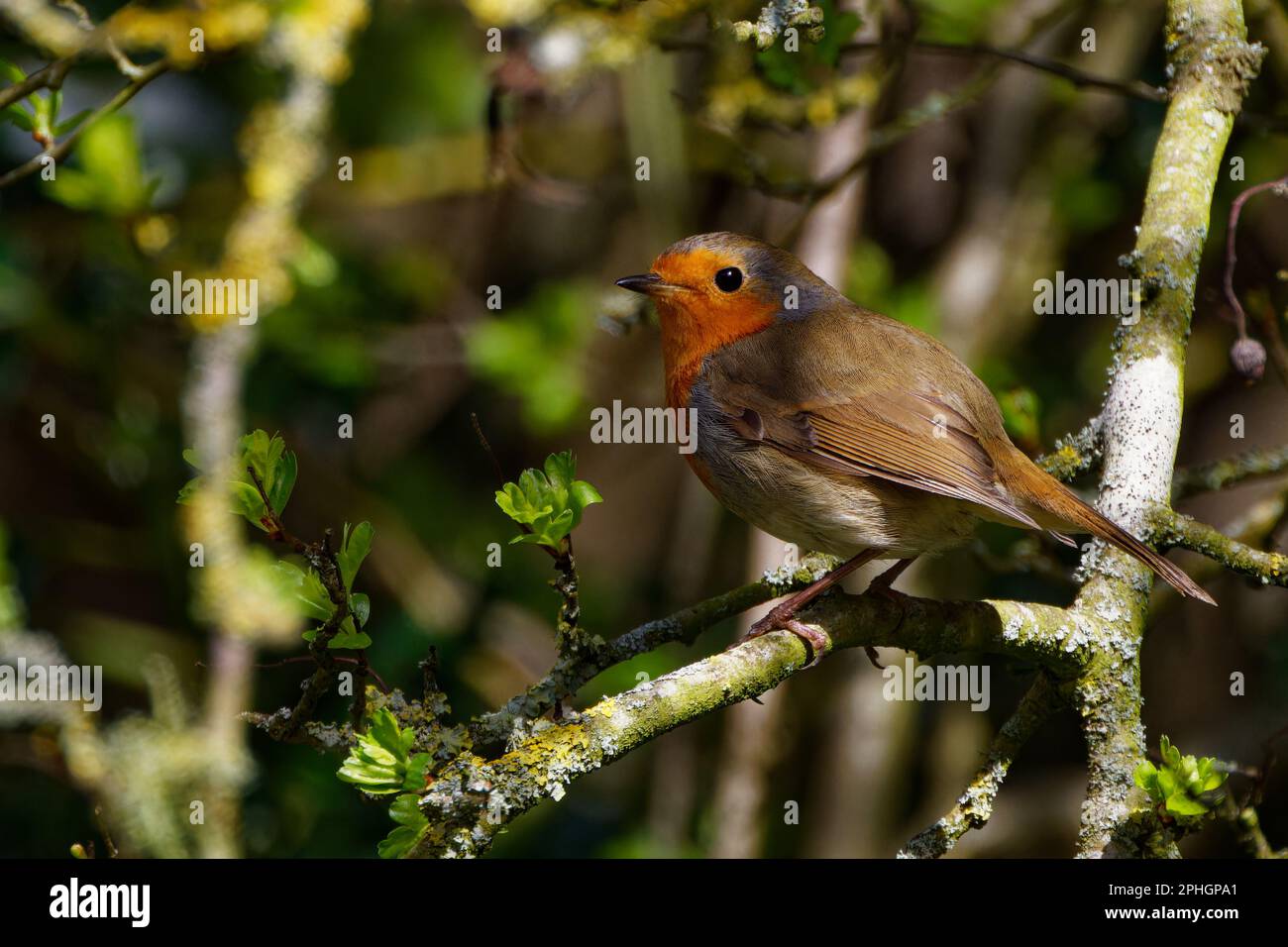 Iconic wildlife hi-res stock photography and images - Alamy