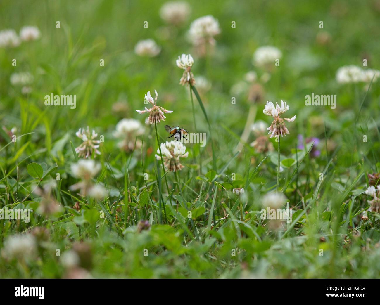 Japanese beetle fly hi-res stock photography and images - Alamy