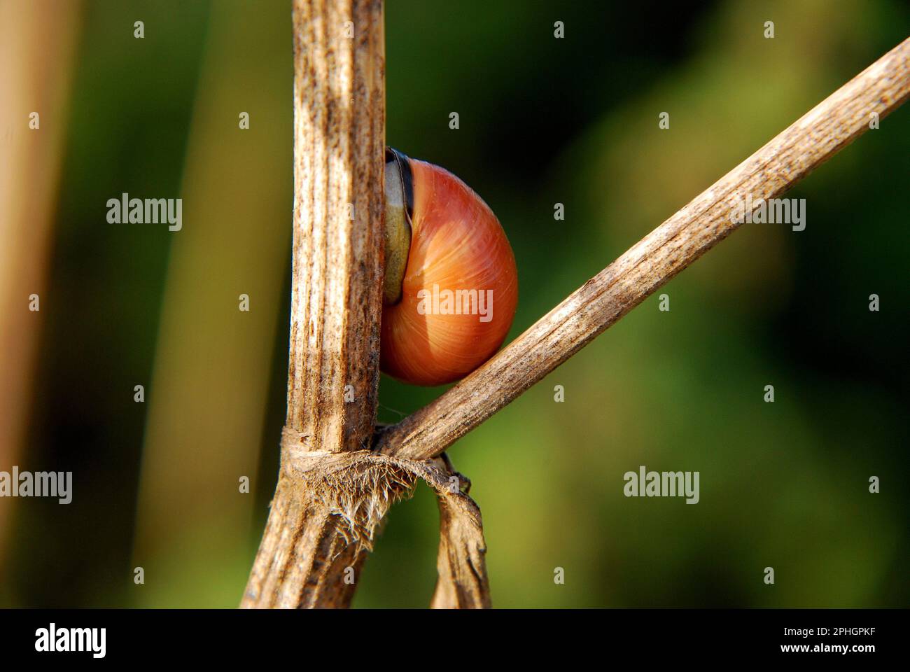 Woodland snail hi-res stock photography and images - Alamy