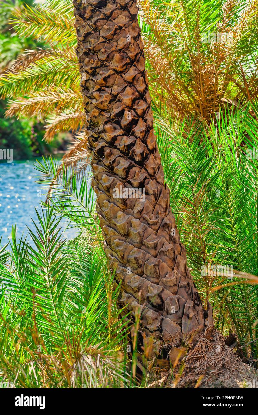 Trunk of a tropical palm tree in a tropical region on the island Stock ...