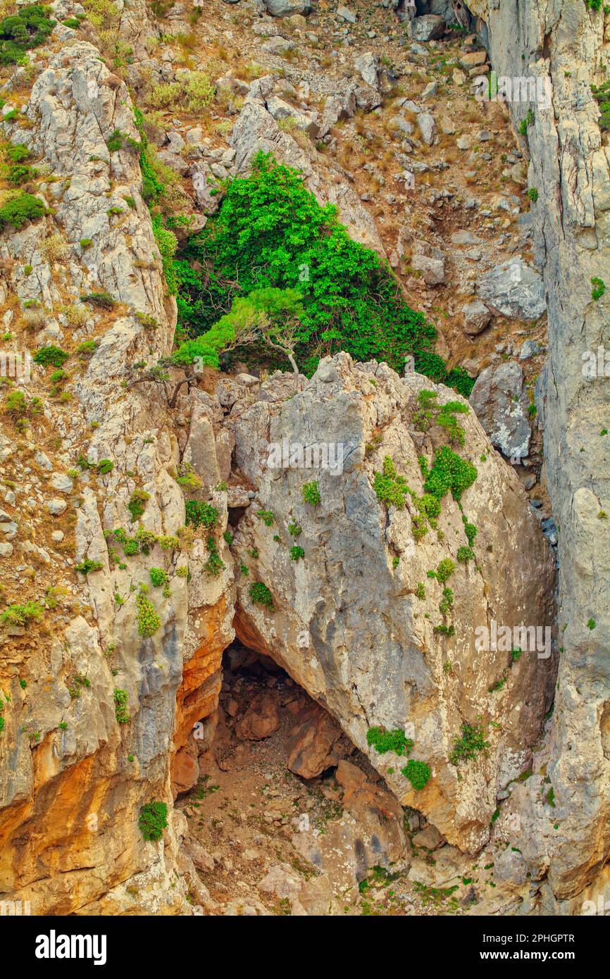 Green trees on rocks in the tropical region Stock Photo - Alamy
