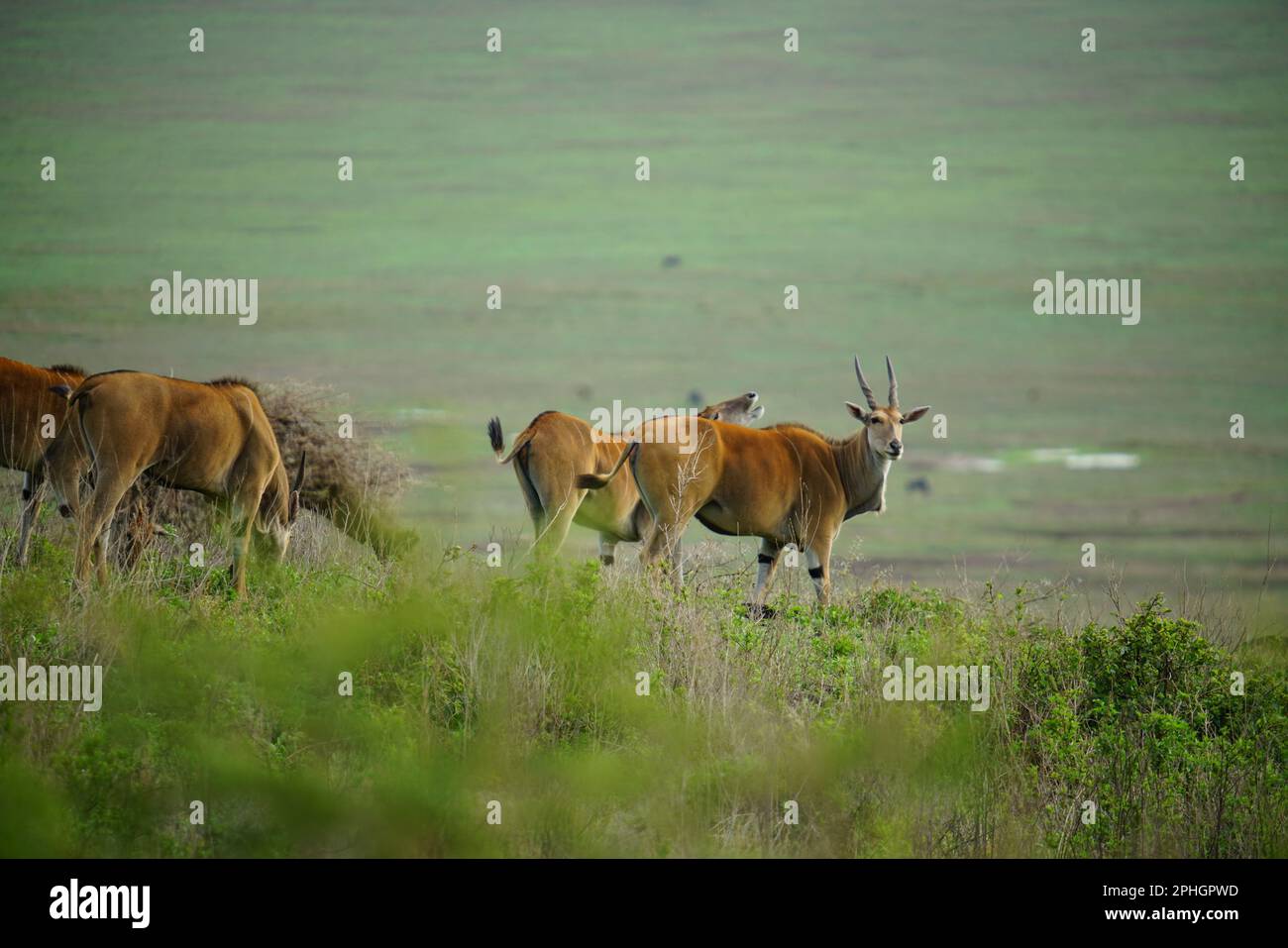 Giant Eland Antelope at Ngorongoro Tanzania Stock Photo - Alamy