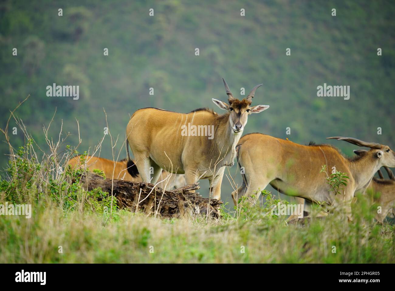 Giant Eland Antelope Giant Eland Calves Born At Zoo Miami