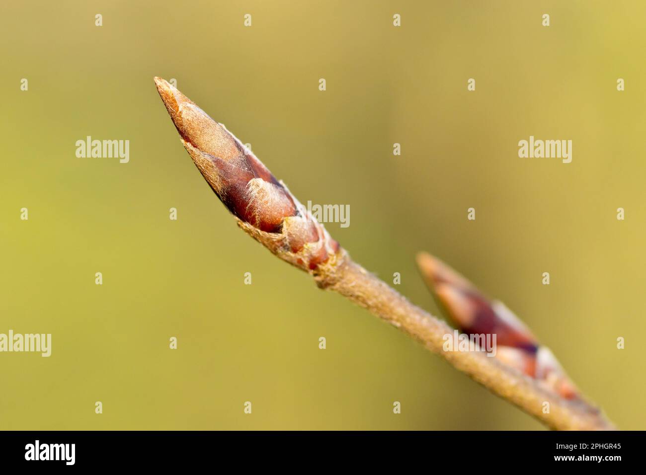 Beech (fagus sylvatica), close up of a single leaf bud of the tree shot ...