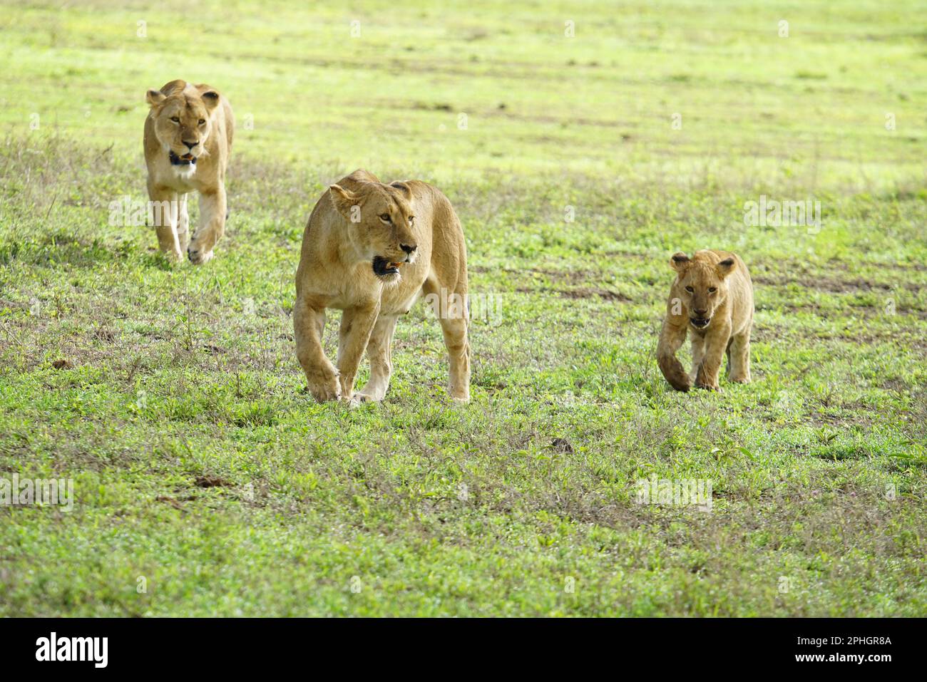 Lions at Ngorongoro Stock Photo - Alamy