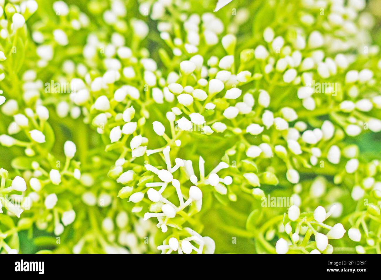 Abstract light gentle flowers hi-res stock photography and images - Alamy