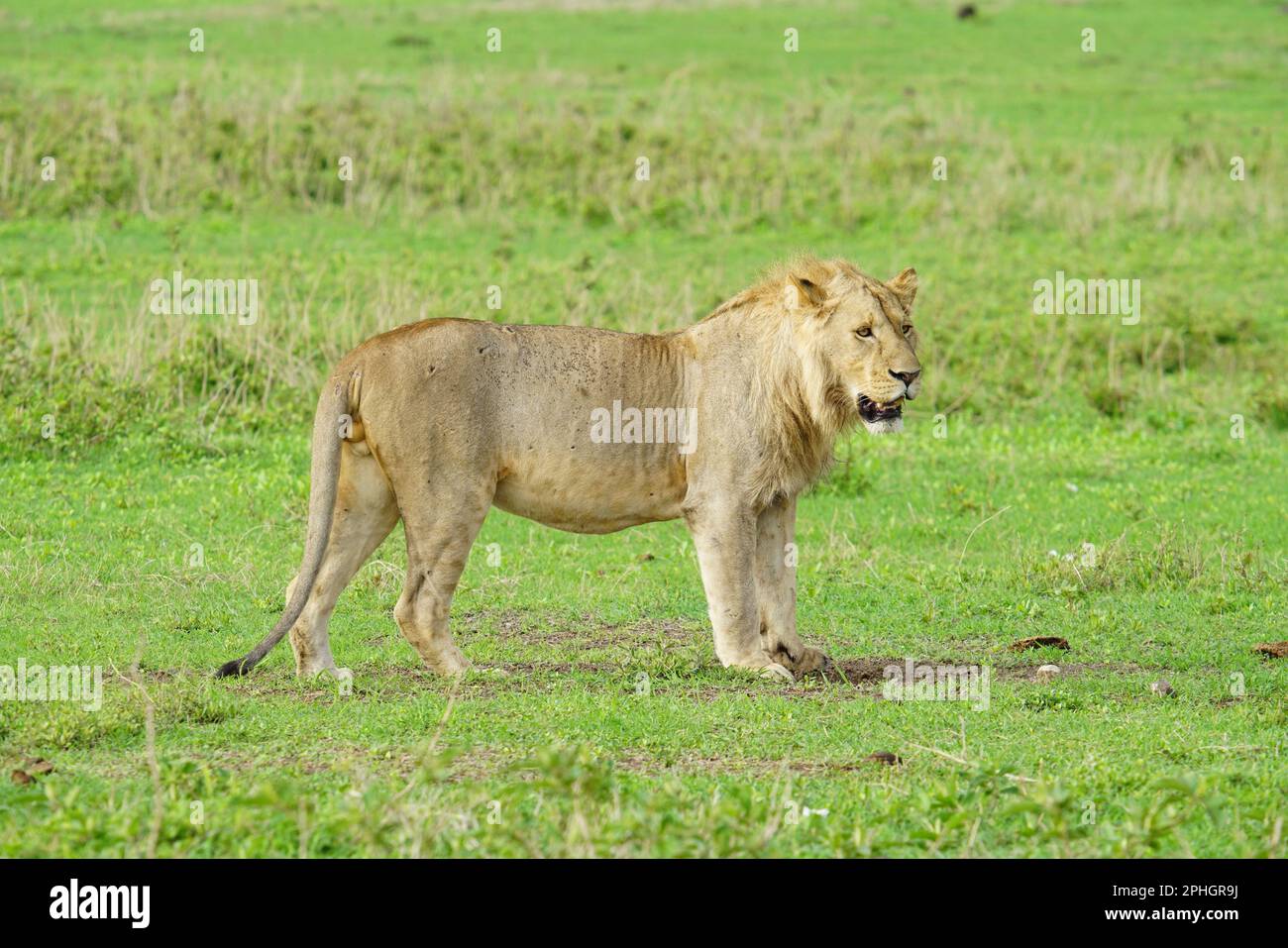 Lion at Ngorongoro Stock Photo - Alamy
