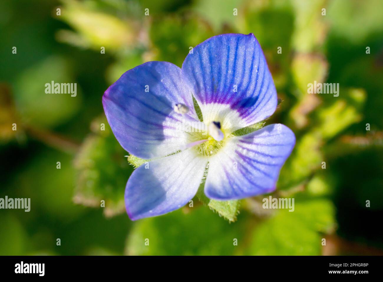 Common Field Speedwell or Persian Speedwell (veronica persica), close ...