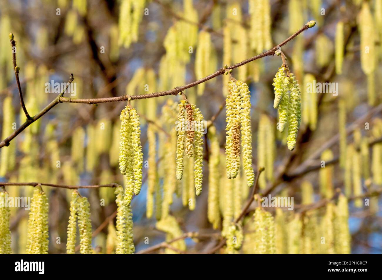 Cobnut tree hi-res stock photography and images - Alamy