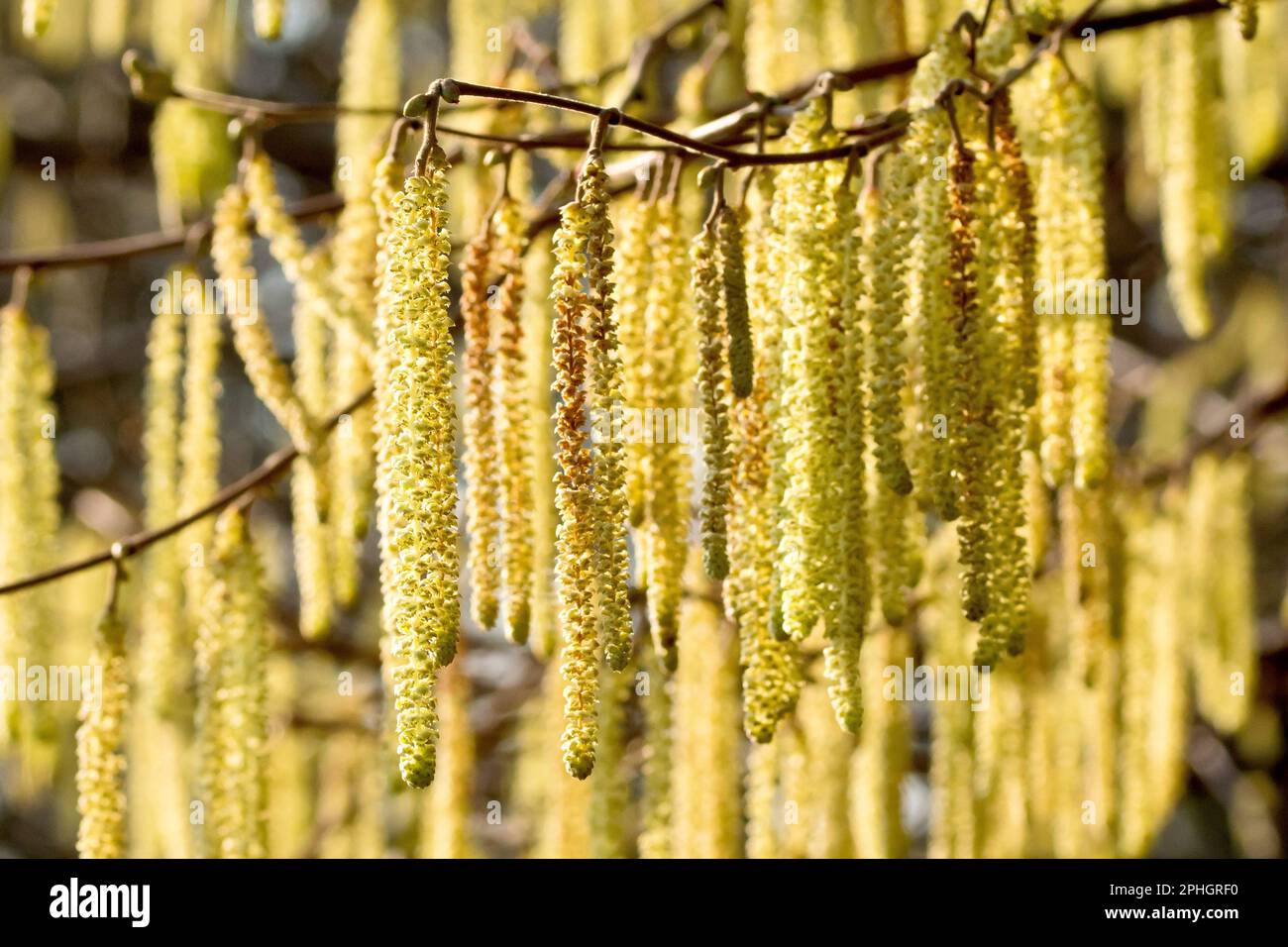 Cobnut tree hi-res stock photography and images - Alamy