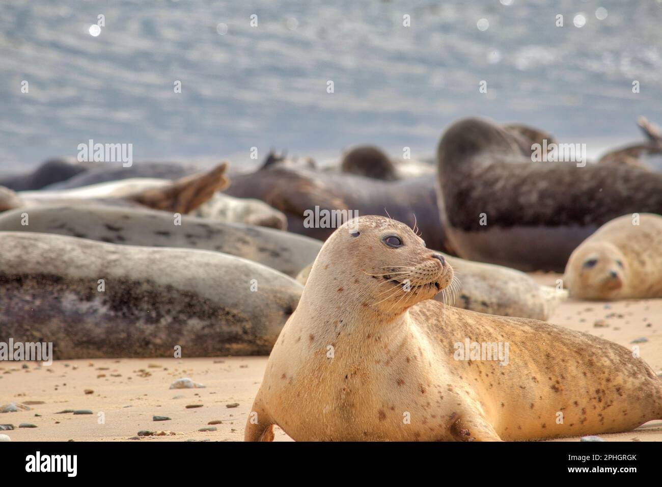 A group of harbor seals basking in the sun on a sandy beach, framed by ...