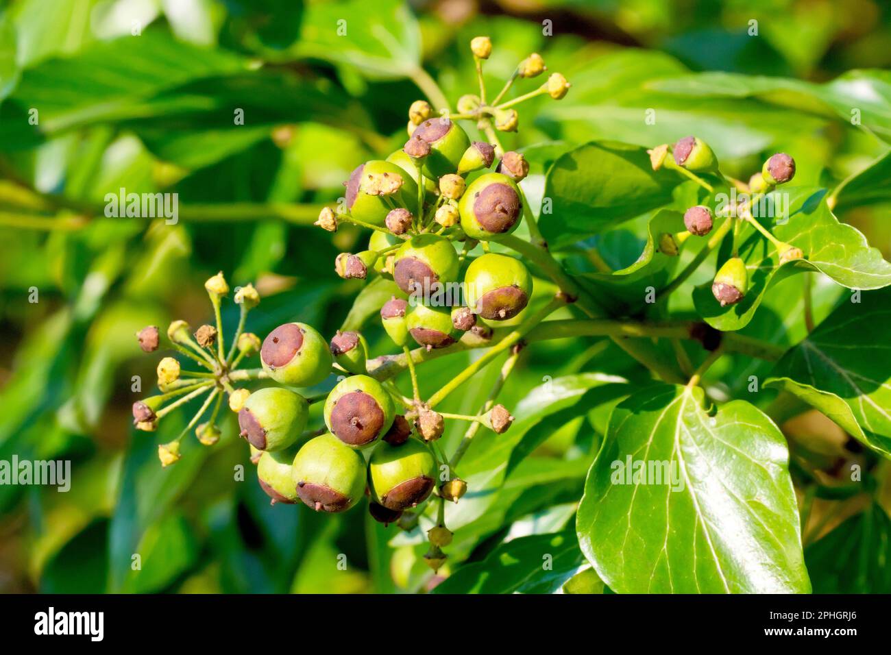 Ivy (hedera helix), close up of a cluster of green, unripe berries ...