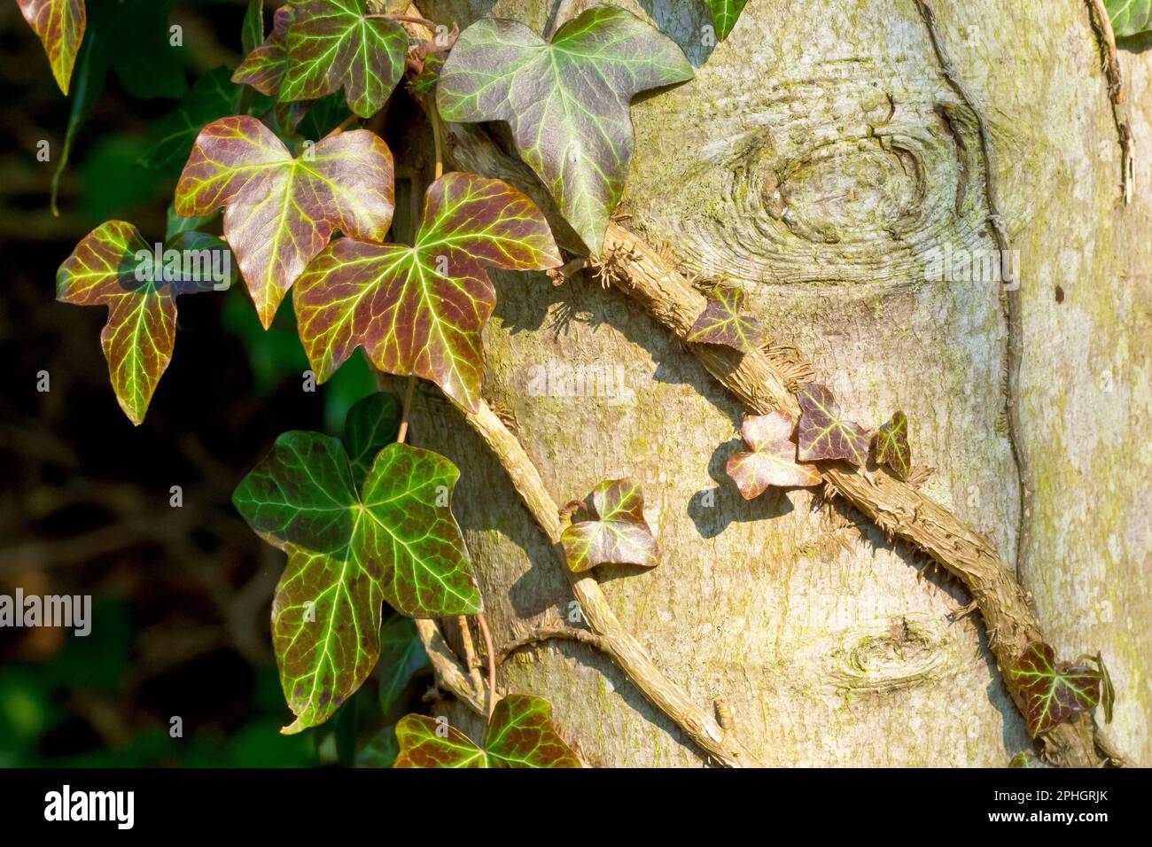 Ivy (hedera helix), close up showing a stem of the climbing shrub as it ...