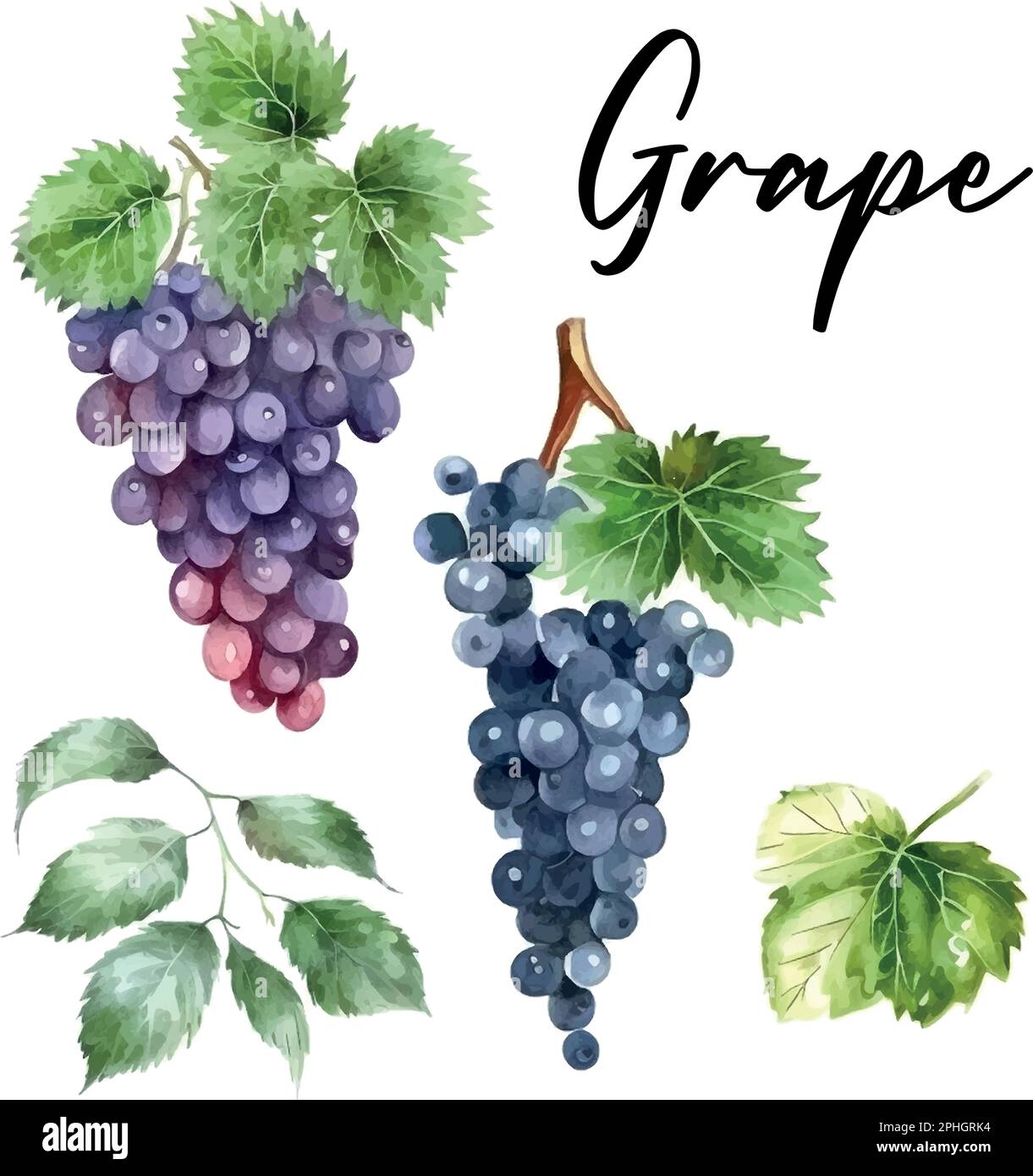 Hand drawn watercolor painting on white background. Vector illustration ...