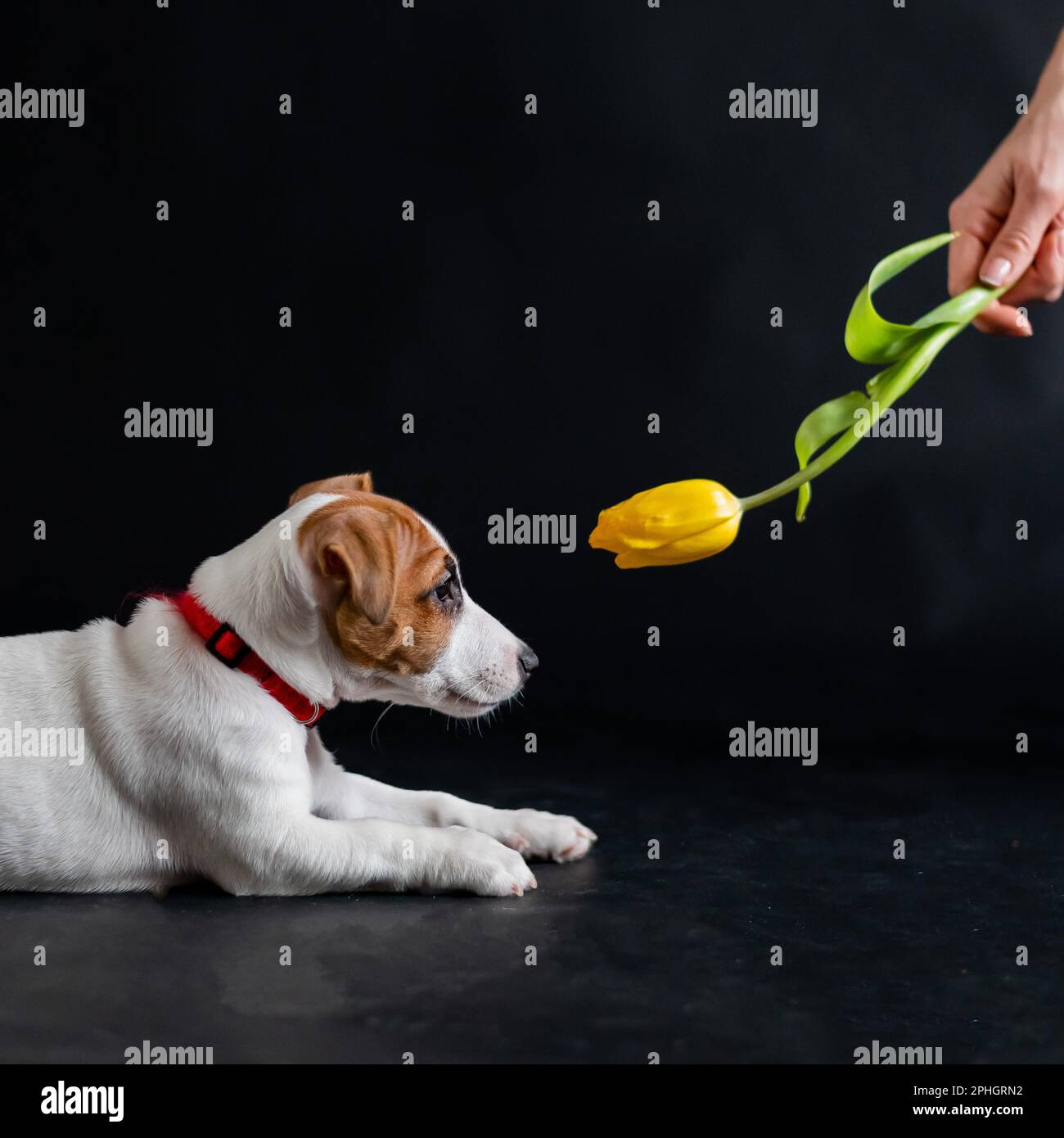 Woman teases funny puppy with flower in studio. Little mischievous dog hunts for a tulip on a ...