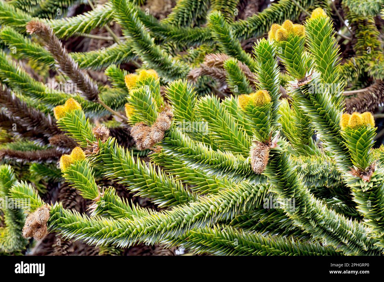 Chilean pine araucaria araucana hi-res stock photography and images - Alamy