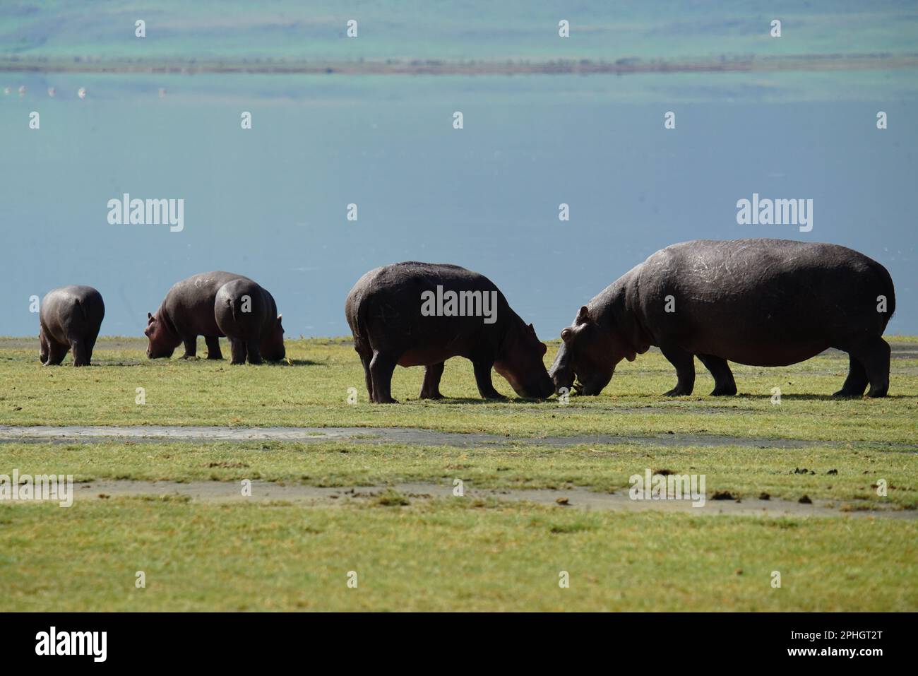 Hippo family at Ngorongoro National Park Tanzania Stock Photo - Alamy