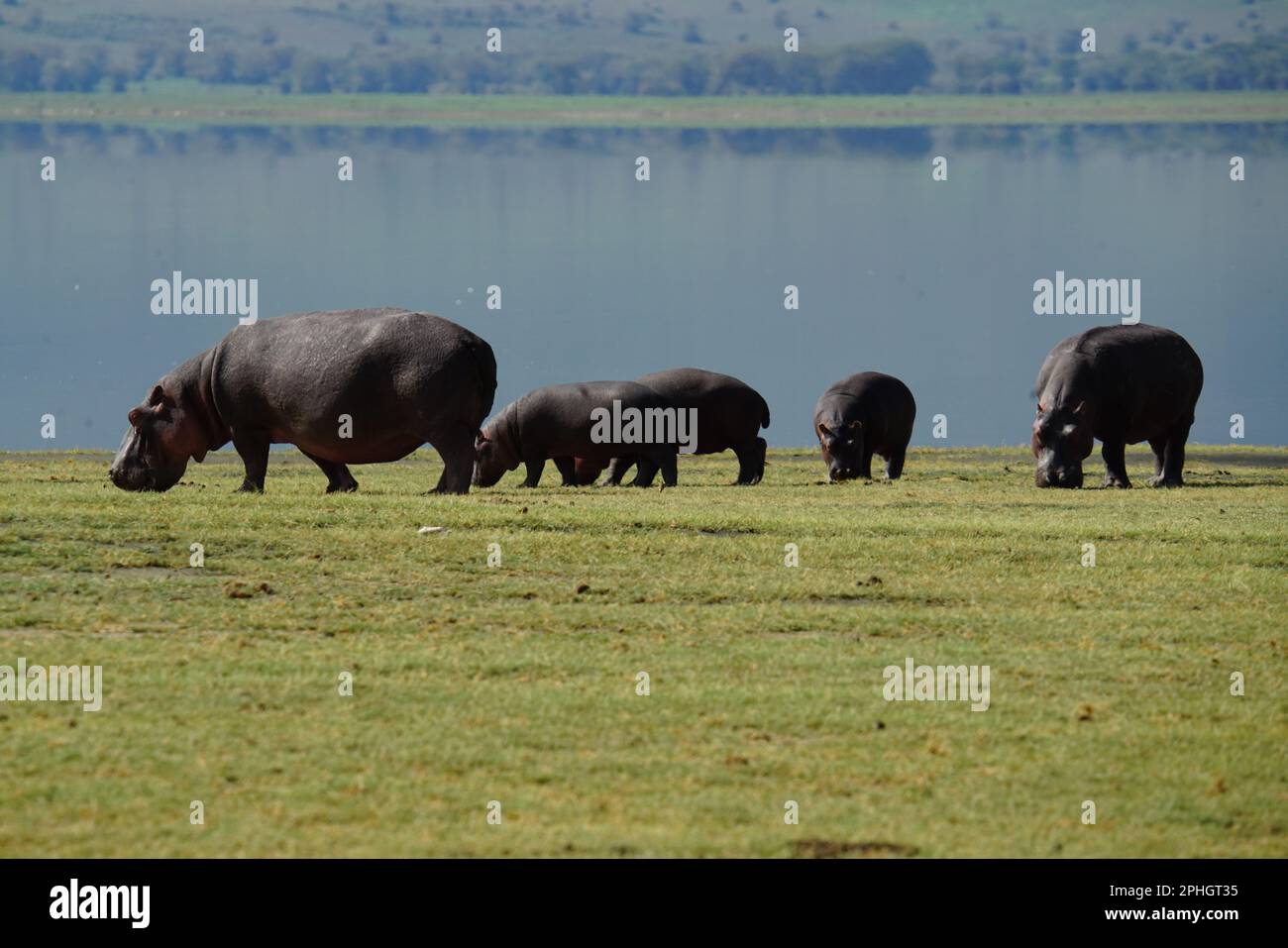 Hippo family at Ngorongoro National Park Tanzania Stock Photo - Alamy