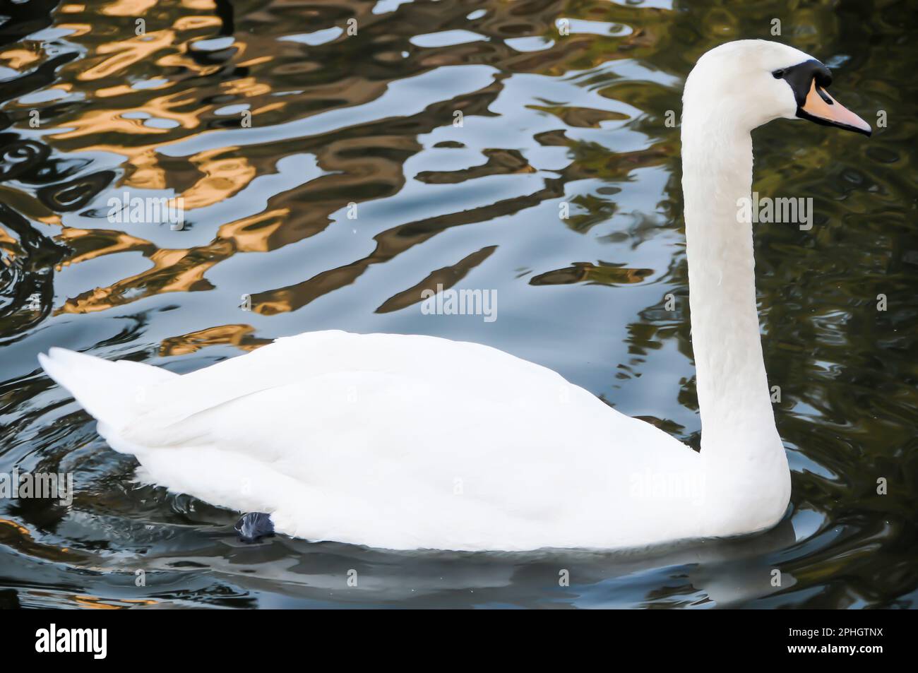Swan full view hi-res stock photography and images - Alamy